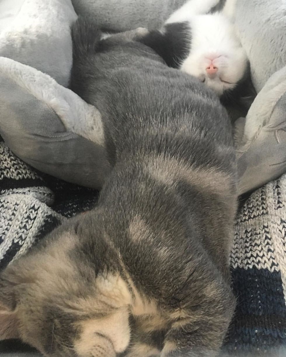 Kitten Who Lost His Siblings, Finds New Brother to Cuddle - They Won't ...
