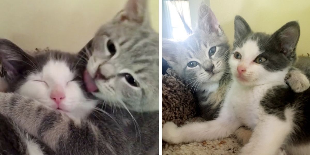 Kitten Who Lost His Siblings, Finds New Brother to Cuddle - They Won't ...