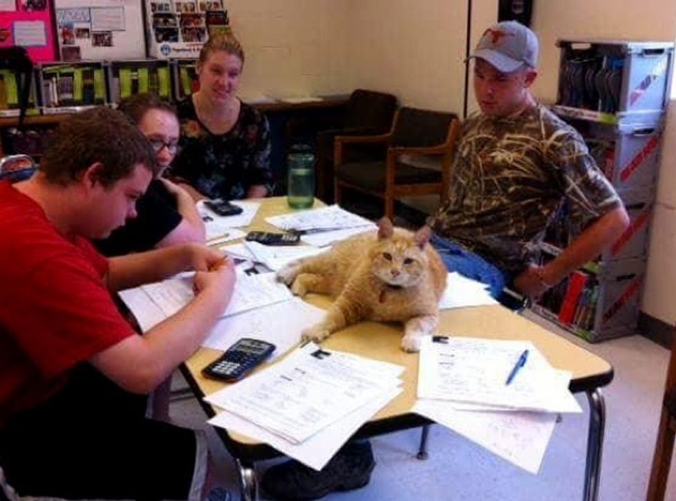Cat Went to School for Almost 20 Years, Offering Students Comfort, Left ...