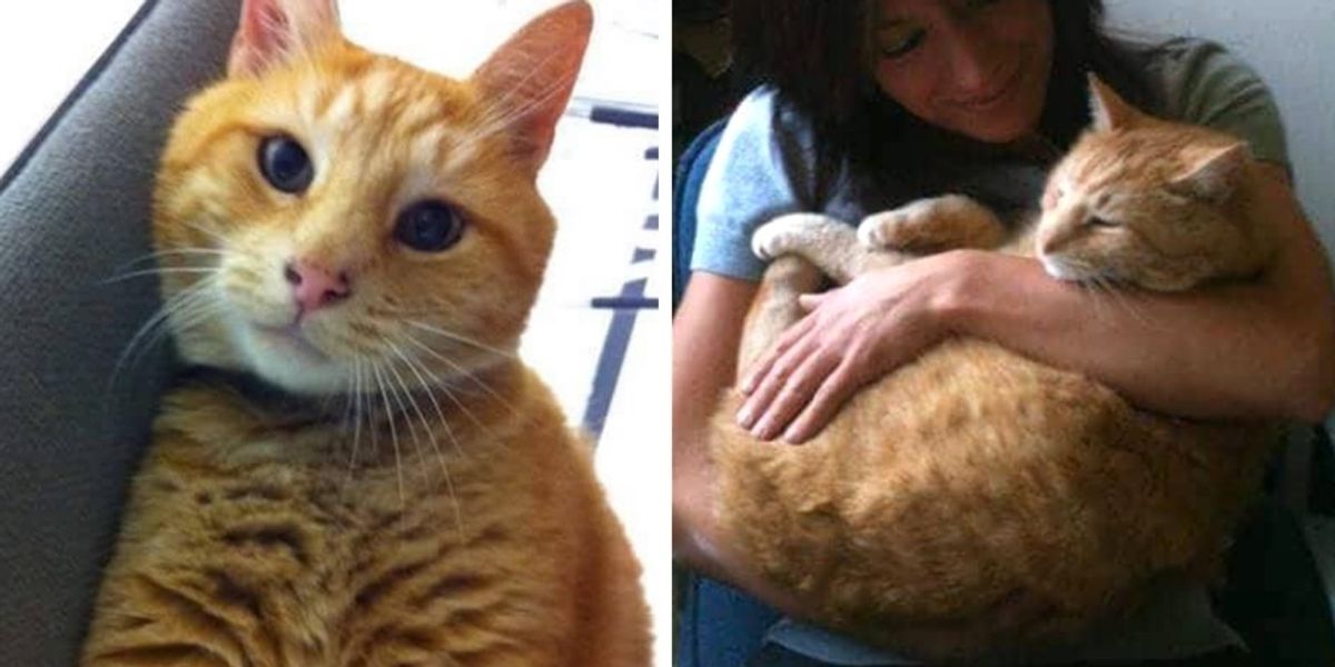 Cat Went to School for Almost 20 Years, Offering Students Comfort, Left ...