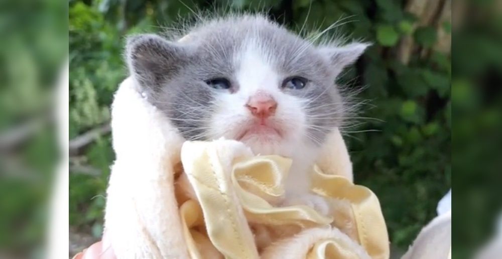 Woman Hears Kitten's Cries and Finds Him and His Brothers Just in Time ...