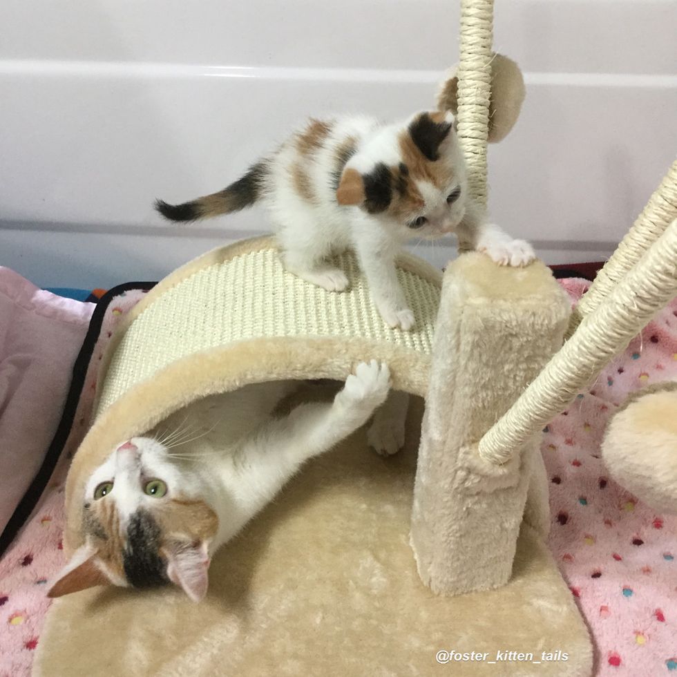 Cat Mom Rescued Along with Her Surviving Kitten - She Wouldn't Let Her ...