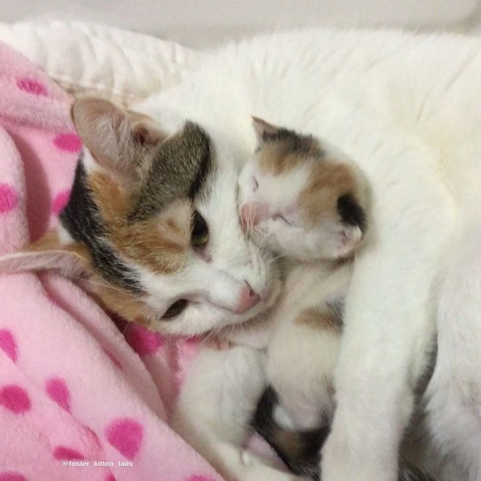 Cat Mom Rescued Along with Her Surviving Kitten - She Wouldn't Let Her ...