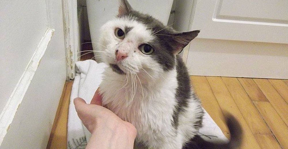 After 11 Years On the Street, Cat Makes Incredible Recovery While ...