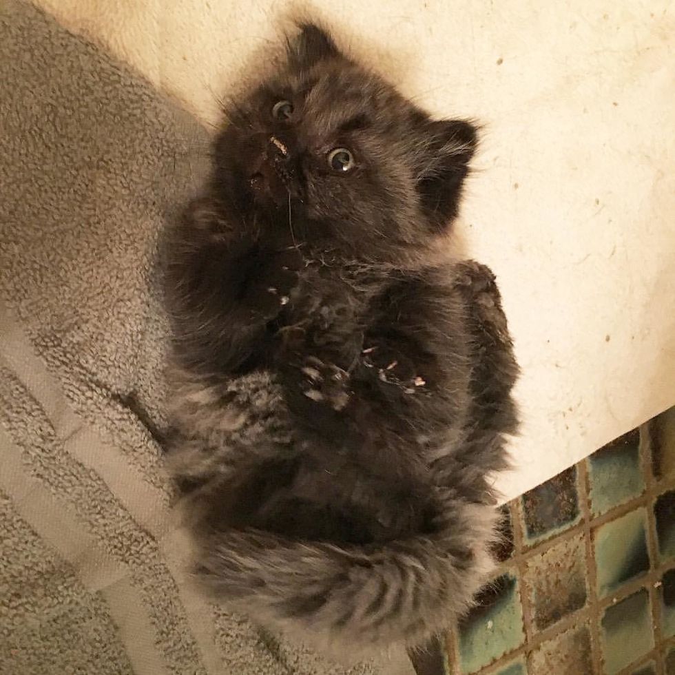 Dwarf Kitten Found Living Under a Shed, Discovers Cuddles for the First ...