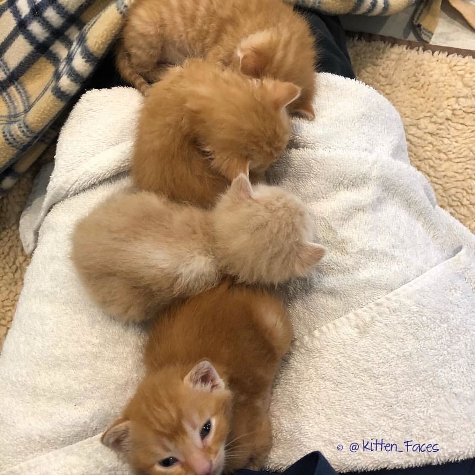 Cat Dropped Off to Be Euthanized But the Vet Refused and Helped Reunite ...