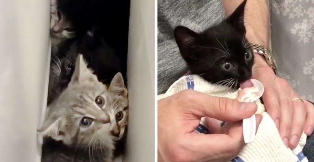 Scared Kittens Rescued from Wood Pile Discover Love with Help from Baby ...