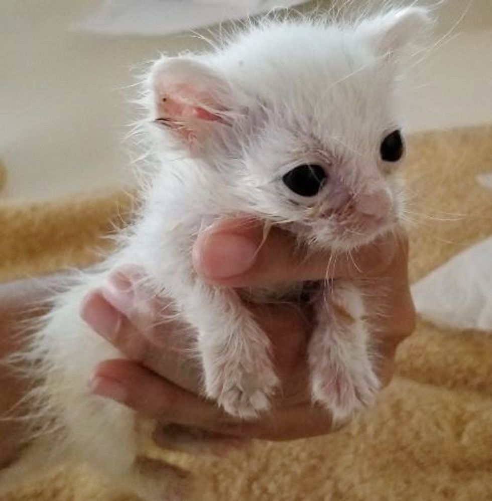 Runty Kitten Brought Back from the Brink After He Was Found Outside in ...