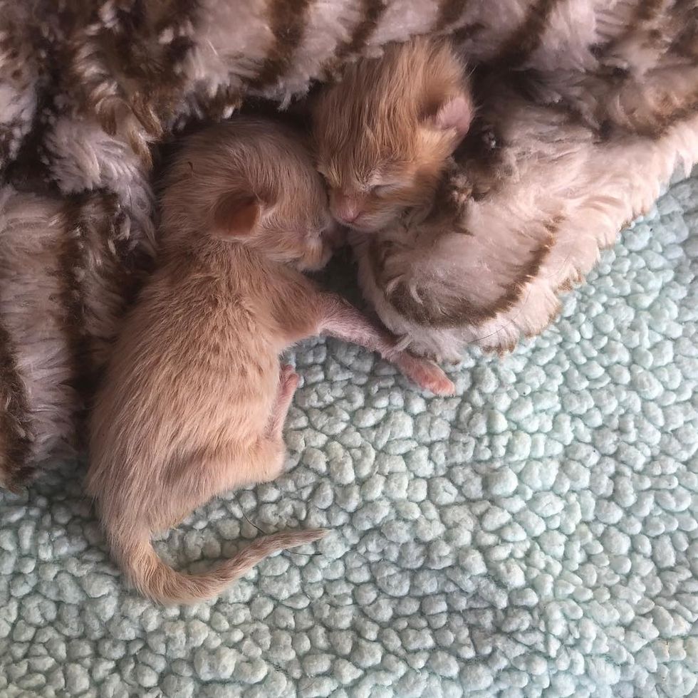 2 Kittens Who Were Found Abandoned, Survive All Odds Even Though No One ...