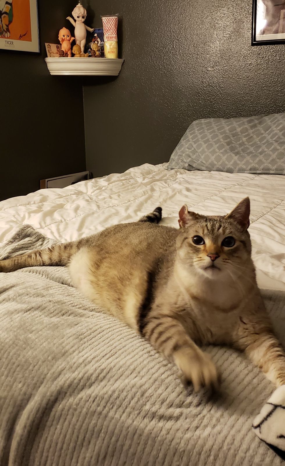 27-pound Cat Who Was Left in Box Outside Shelter, Finds Someone He's ...