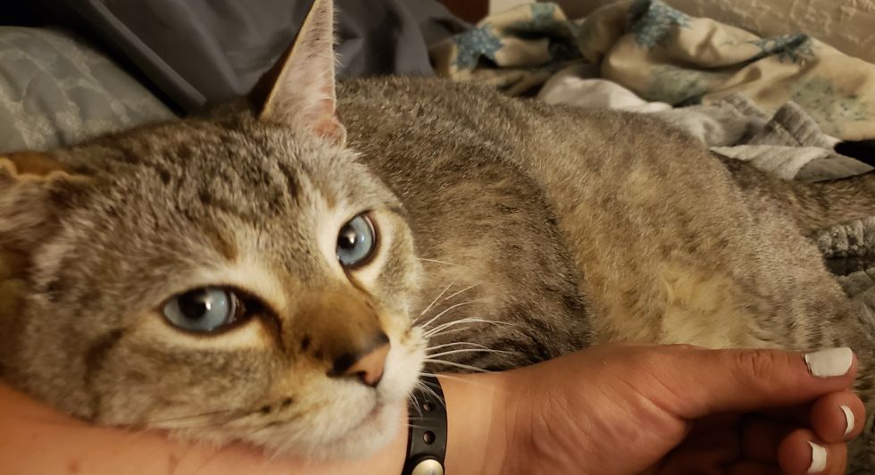 27-pound Cat Who Was Left in Box Outside Shelter, Finds Someone He's ...