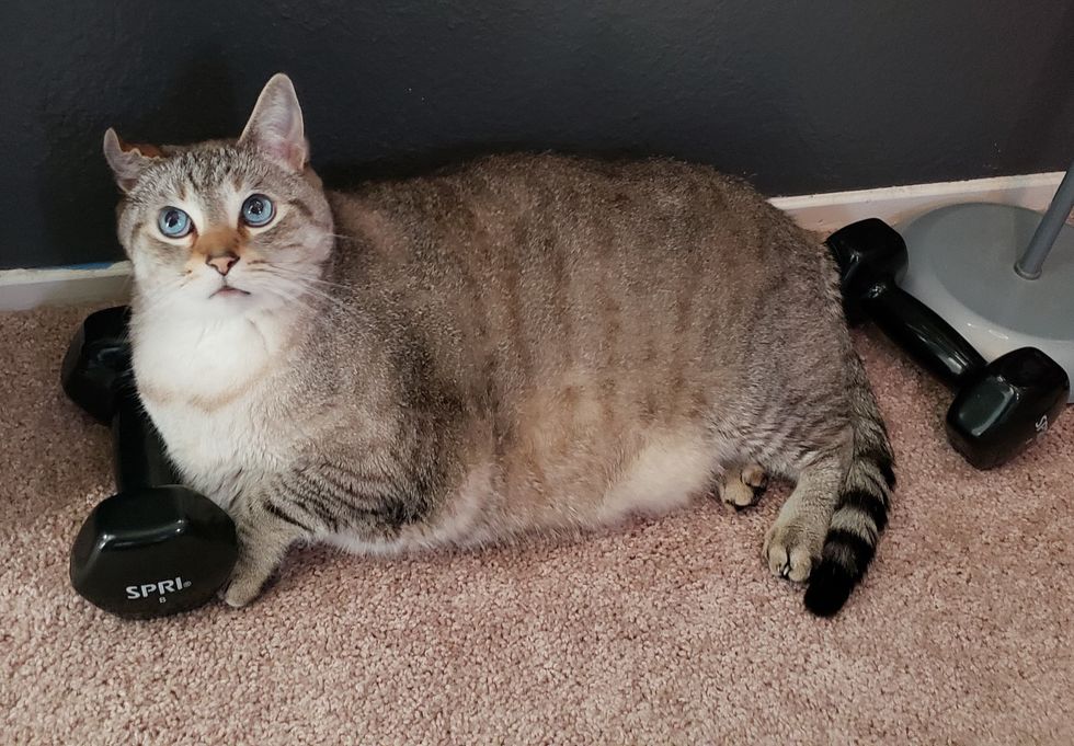 27-pound Cat Who Was Left in Box Outside Shelter, Finds Someone He's ...