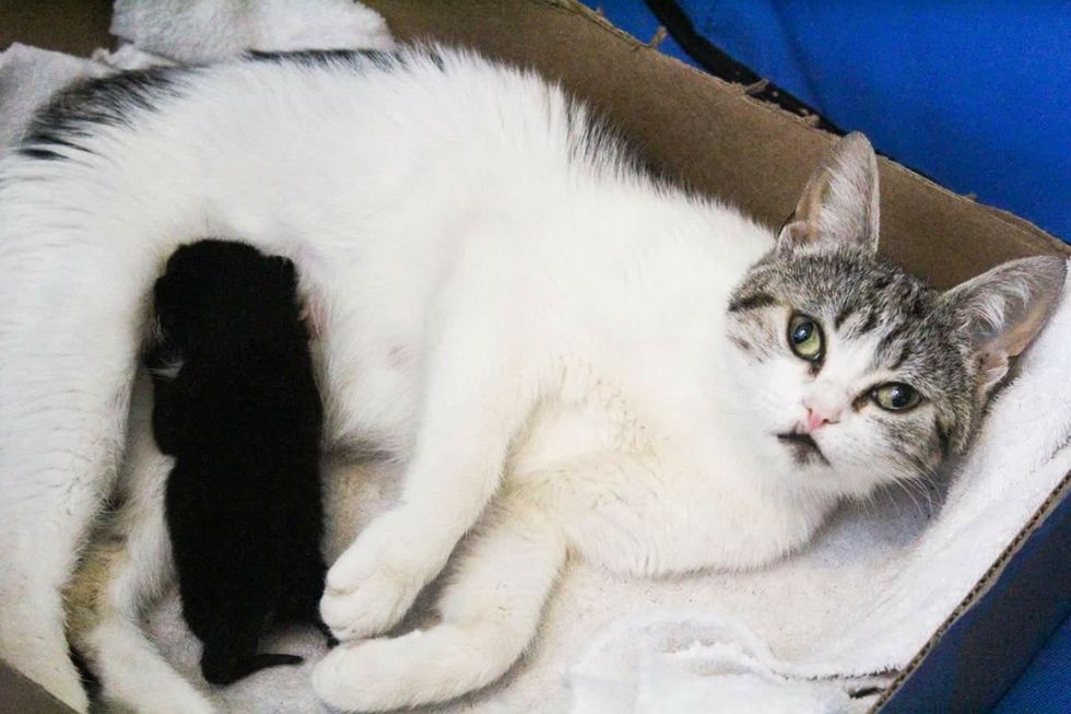Cat with Snaggletooth Got Help for Her Surviving Kitten and Found ...