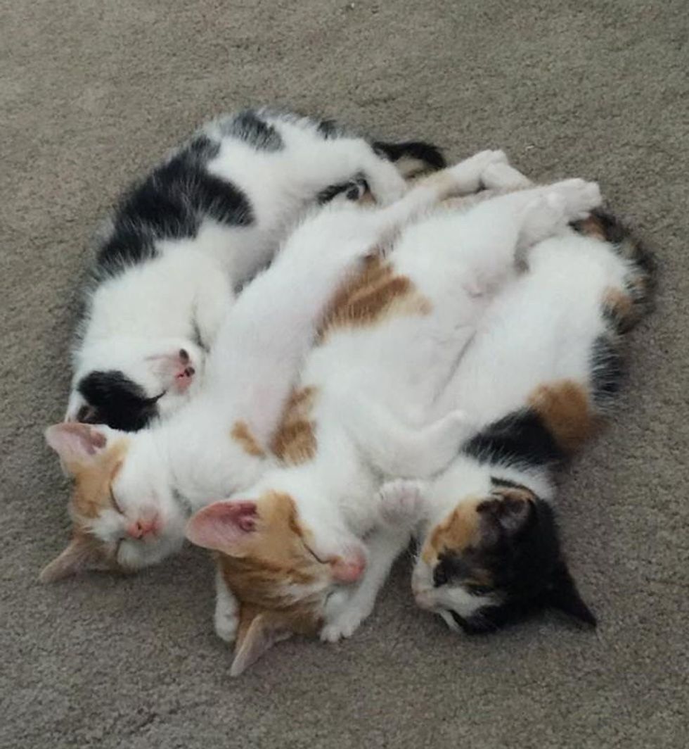 Stray Cat Mama Keeps Her Babies Safe and Fed Even When She Has Nothing ...