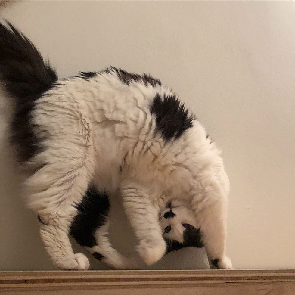 Woman Saves Sick Kitten That No One Wanted and Helps Her Heal and ...