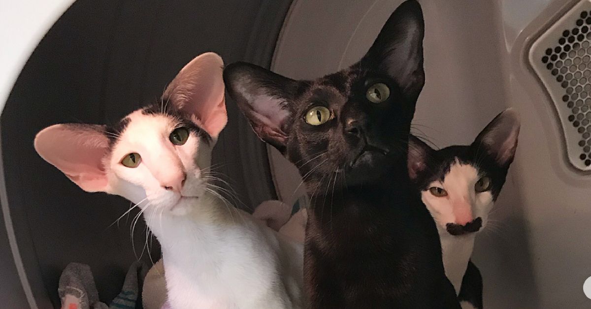 this-video-of-an-adorable-honking-cat-is-going-viral-george-takei