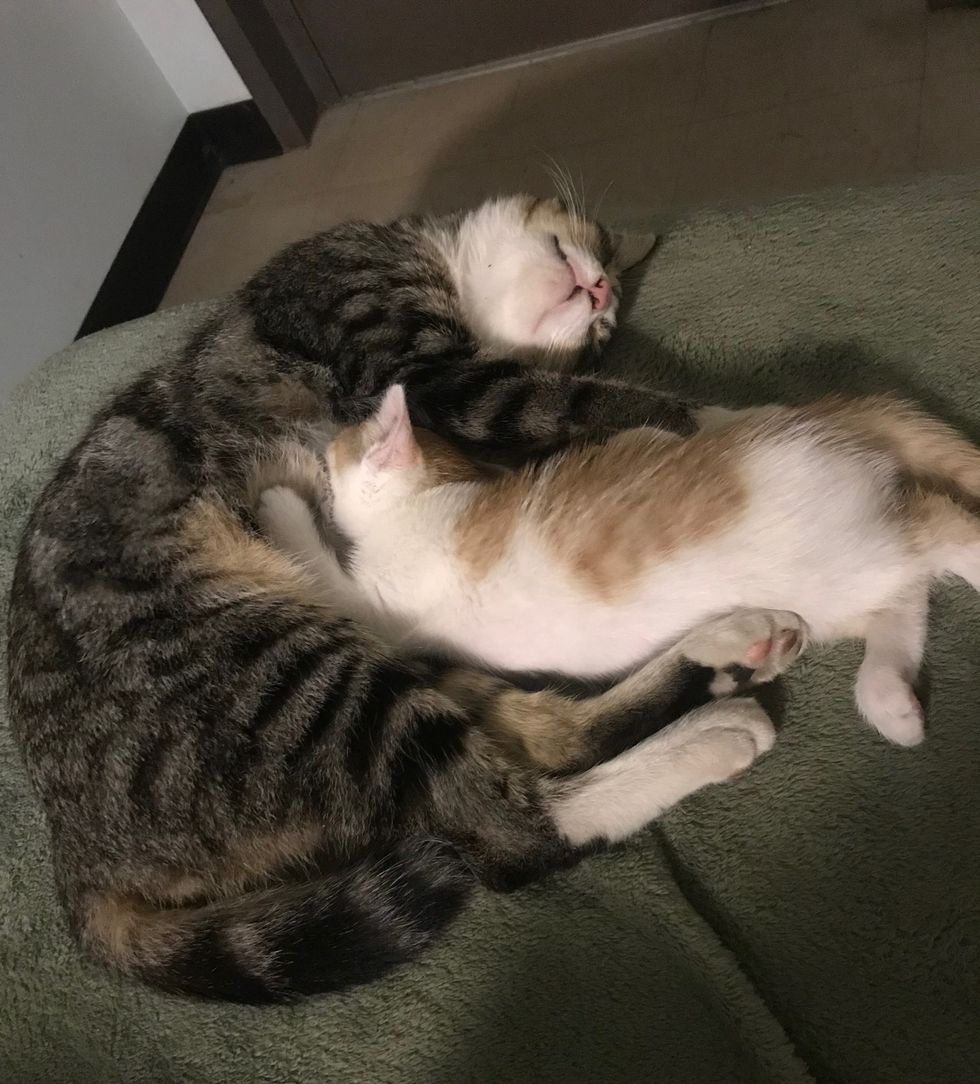 Man Saves Kitten Trapped in Ceiling, His Cat Insists On Taking Her in ...