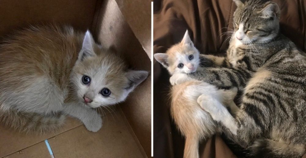 Man Saves Kitten Trapped in Ceiling, His Cat Insists On Taking Her in ...