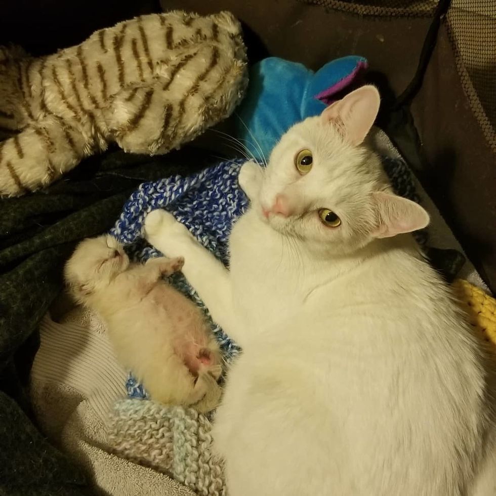 Cat Takes Orphaned Kitten Under His Wing and Raises Her into Gorgeous ...