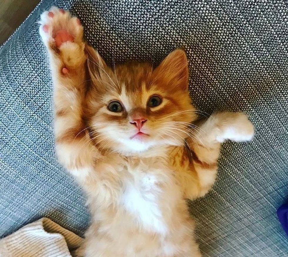 Kitten Follows His Humans Loyally Everywhere They Go After They Gave ...