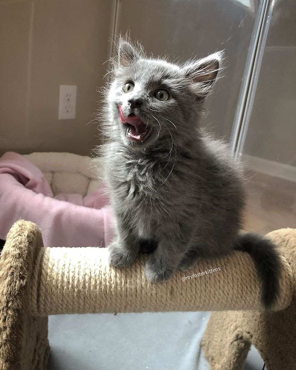 Kitten Rescued From Street in Unbearable Heat Finds Love Through ...