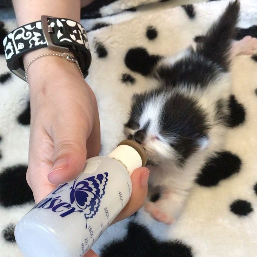 Kittens Rejected by Cat Mom Finds Someone They Love and Won't Let Go ...