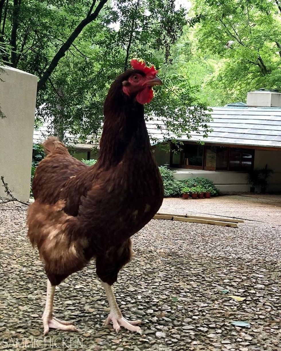 Meet Sammi, the chicken that is traveling the Southeast - It's a ...