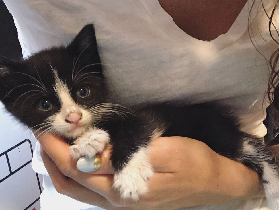 Shy Kitten Wanders into Backyard for Help - When She Discovers Cuddles ...