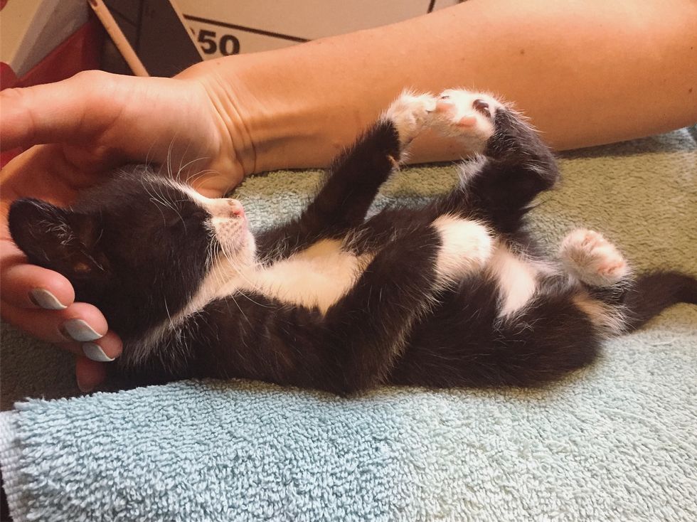 Shy Kitten Wanders into Backyard for Help - When She Discovers Cuddles ...