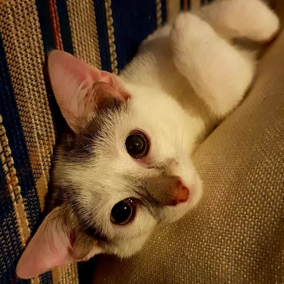 Rescued Kitten with 4 Ears Meets His Little Brother Who Also Has Extra ...