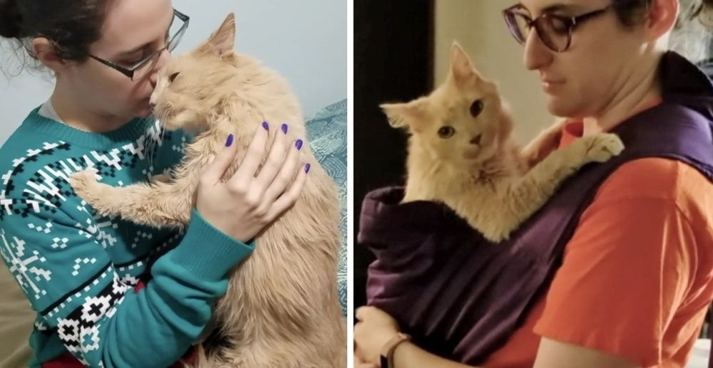 Couple Saves Cat from Shelter, the Kitty Holds onto Them and Won't Let ...