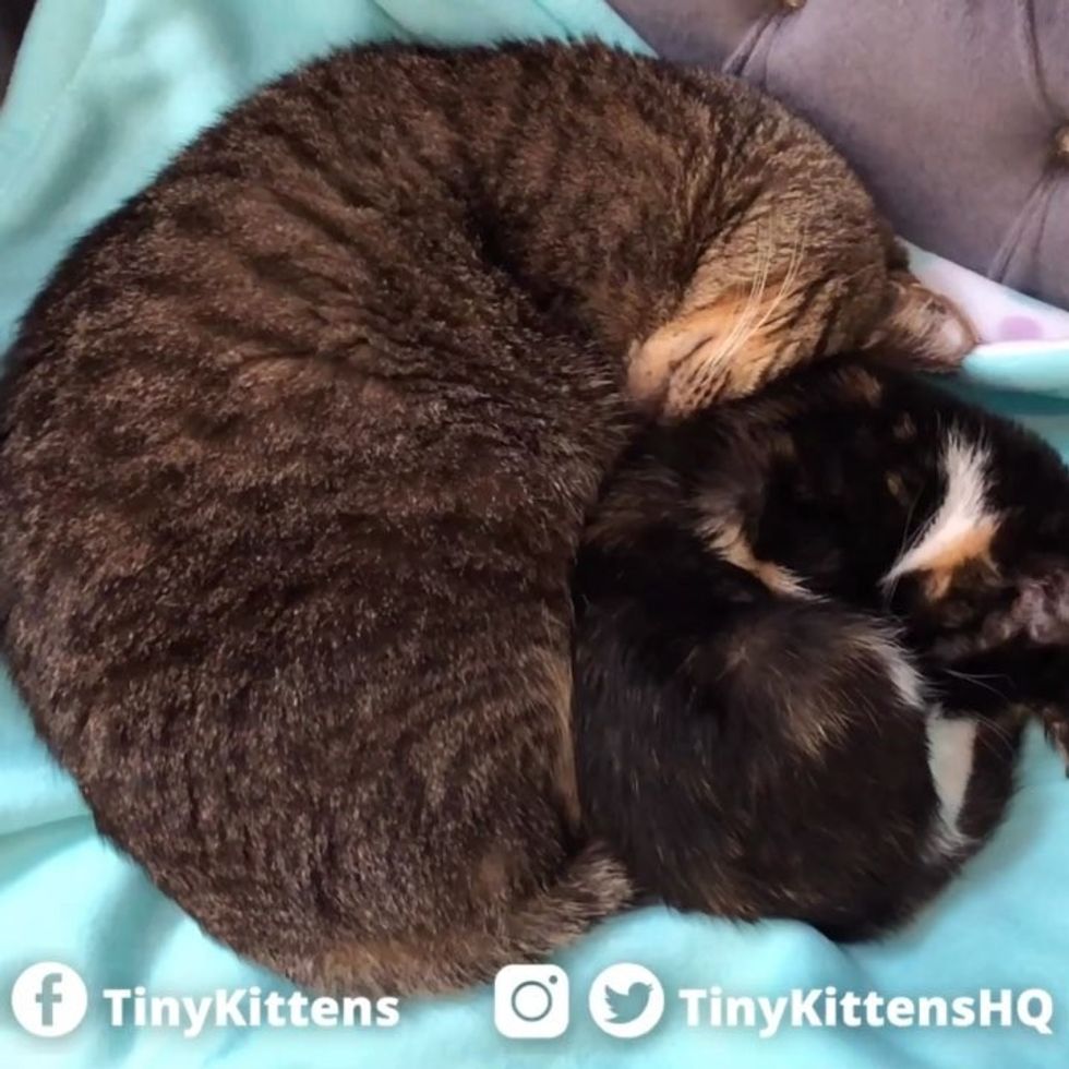 Grandpa Cat Has a Feline Admirer Who Follows Him Around for Snuggles ...