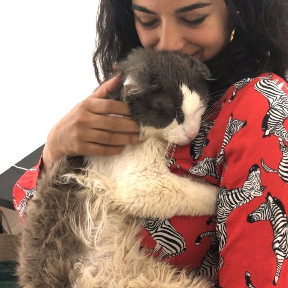Scraggly Street Cat Walks into Carrier for Help and Can't Stop Cuddling ...