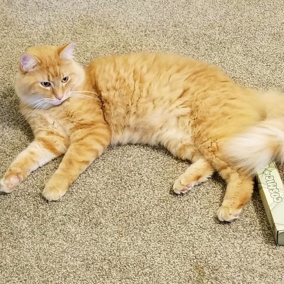 Rescuers Save 15 Cats and 21 Dogs From Shelter Threatened by Hurricane ...