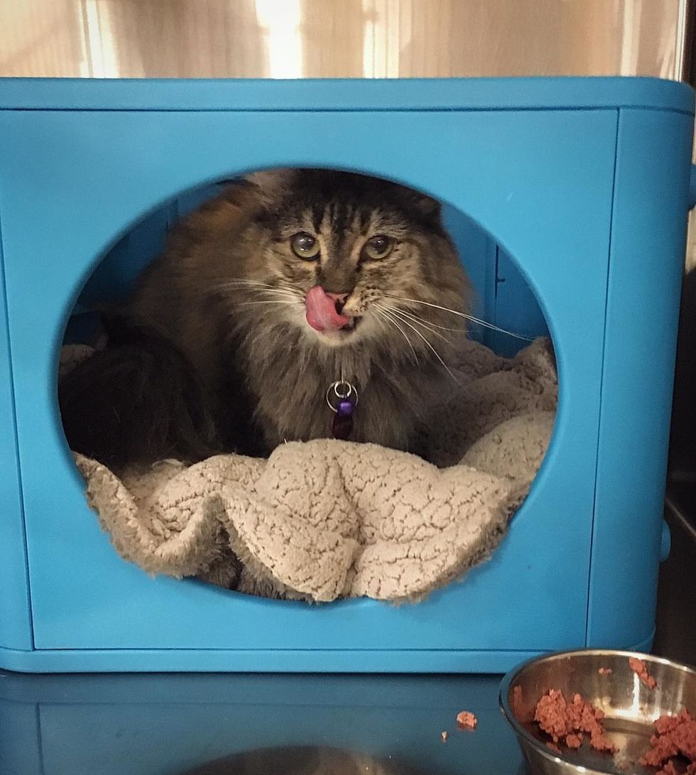 Rescuers Save 15 Cats and 21 Dogs From Shelter Threatened by Hurricane ...