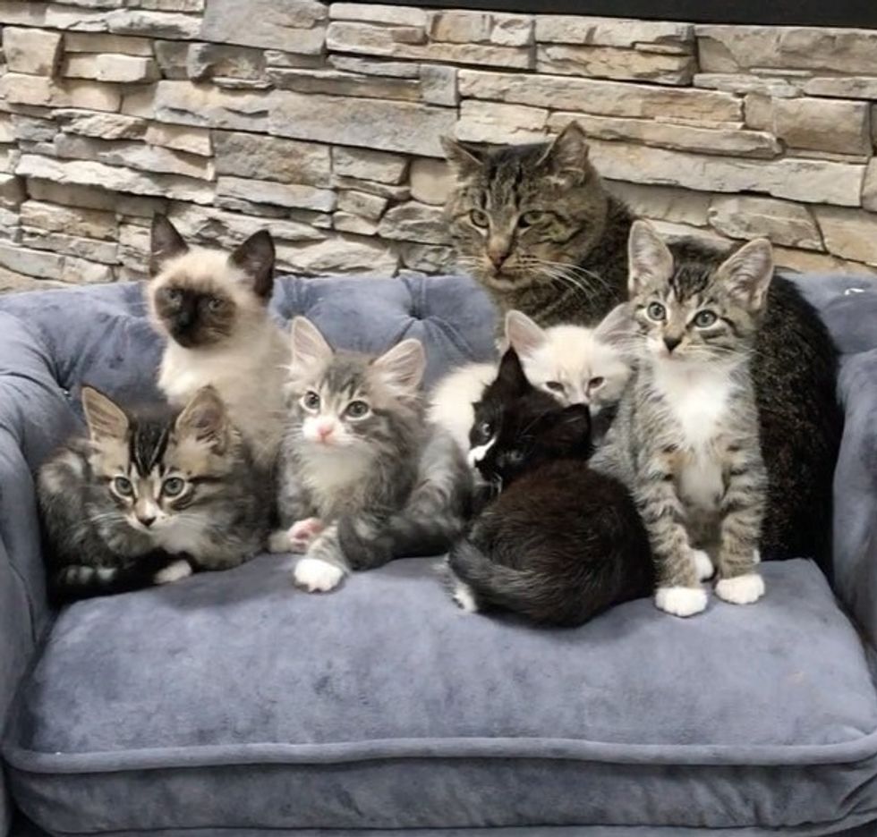 Kittens Give an Old Cat a Purpose to Live - He's Outlived Everyone's ...