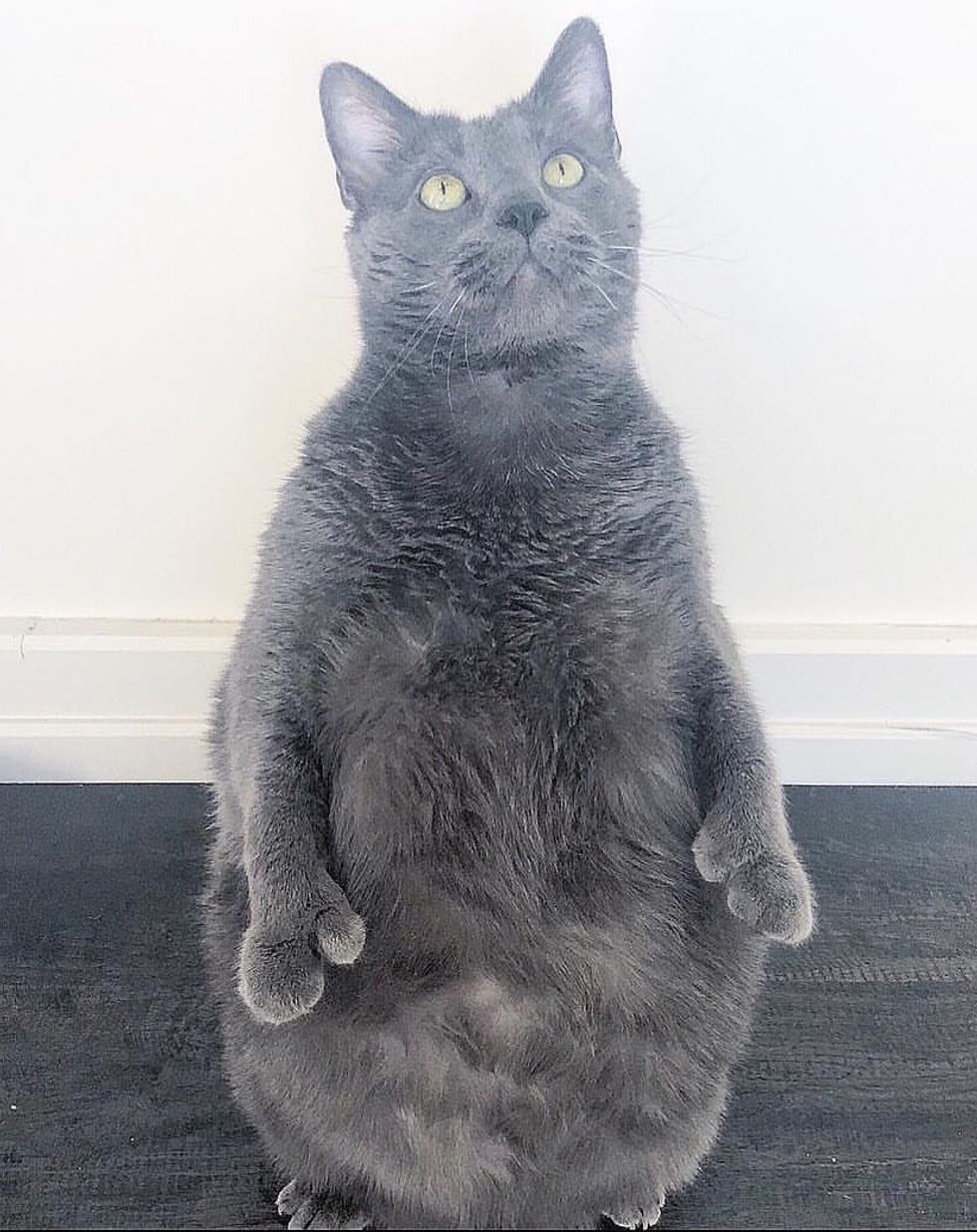 Cat Tries to Find a Home With His Special Quirks After He Came to ...