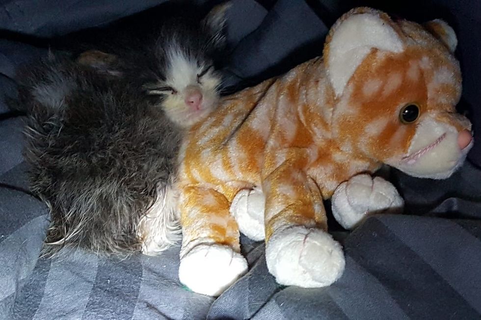 Woman Fought to Save Small Kitten from the Brink - He's Still Tiny But ...