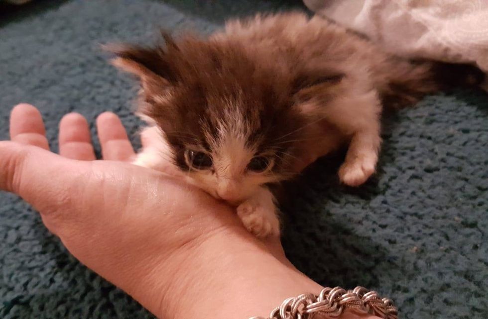 Woman Fought to Save Small Kitten from the Brink - He's Still Tiny But ...