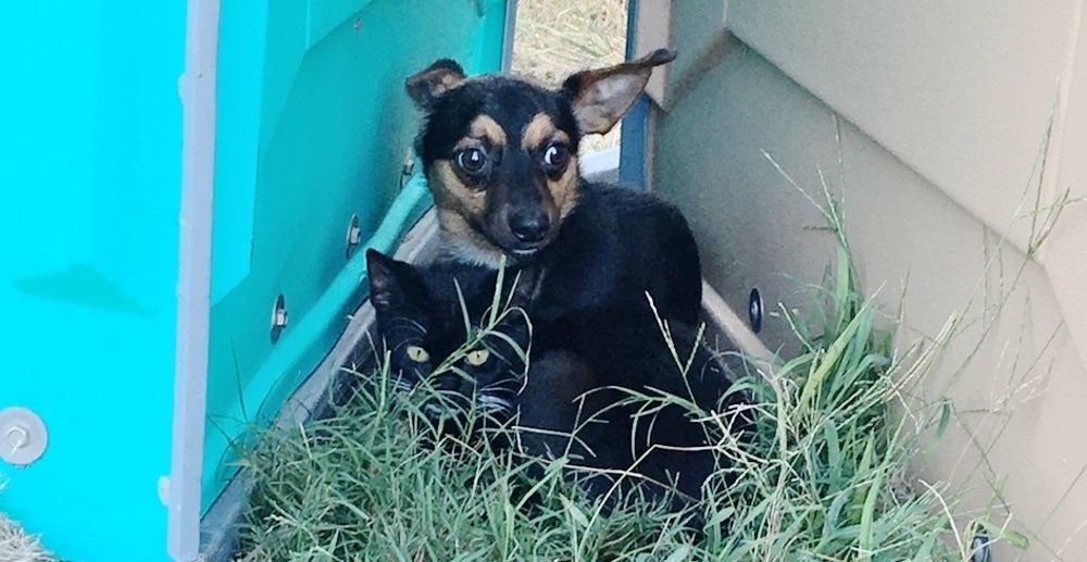 Kitten Huddled Up to Dog and Won't Leave Him Until They are Saved ...