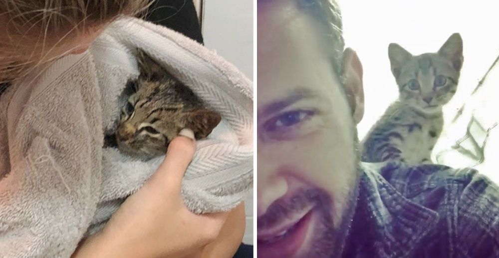 Kitten Found Crawling on Sidewalk, Has His Life Turned Around and Won't ...