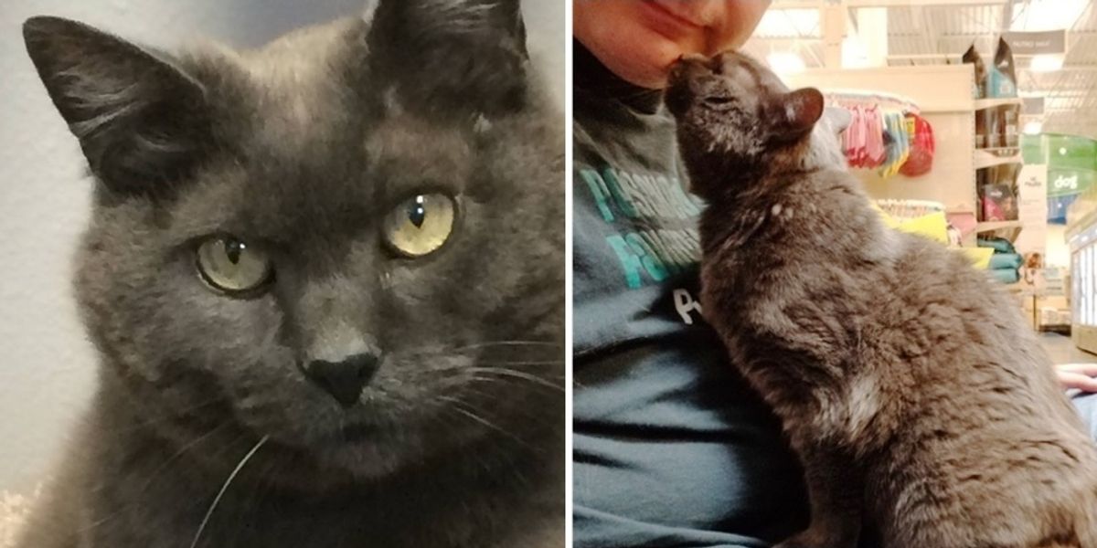 Man Gives Grumpy Shelter Cat Cuddles and Helps Her Find Love Again ...