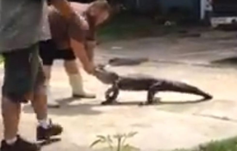 Watch Three Men Wrangle a 5-Foot Alligator With Their Bare Hands - TheBlaze