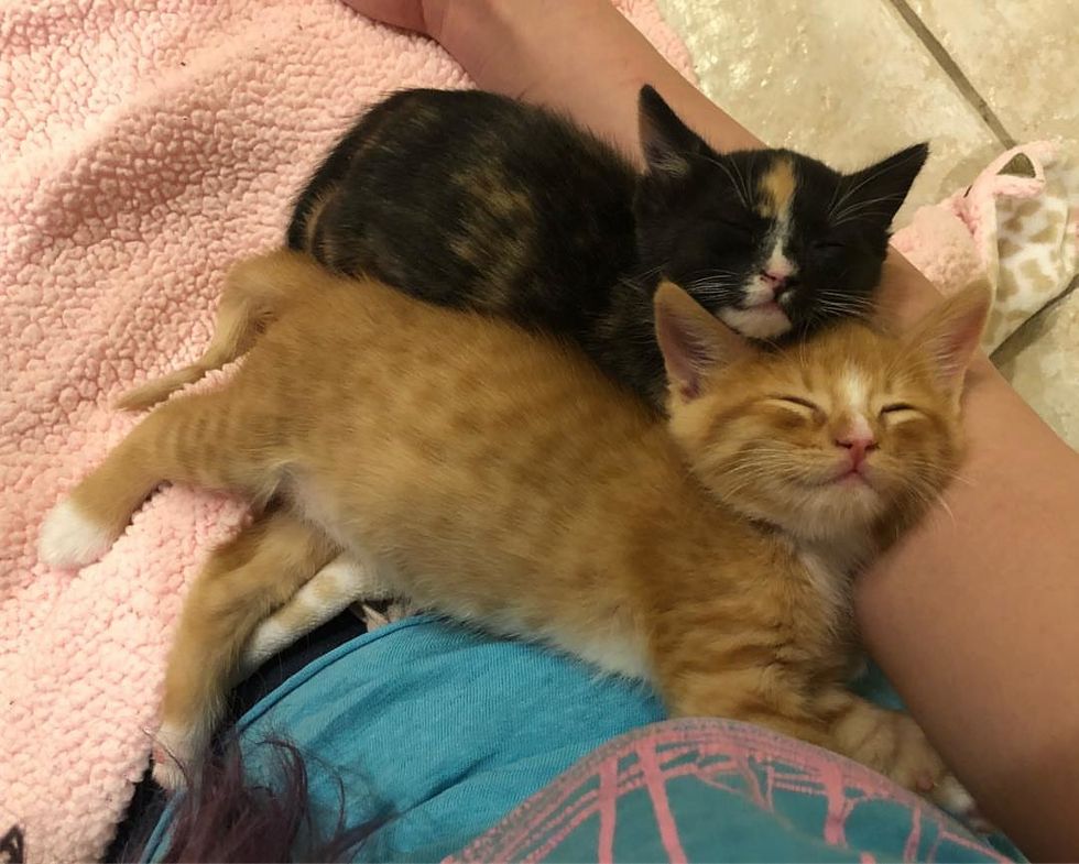 Kitten Brother and Sister Keep Each Other Alive Until They are Saved ...