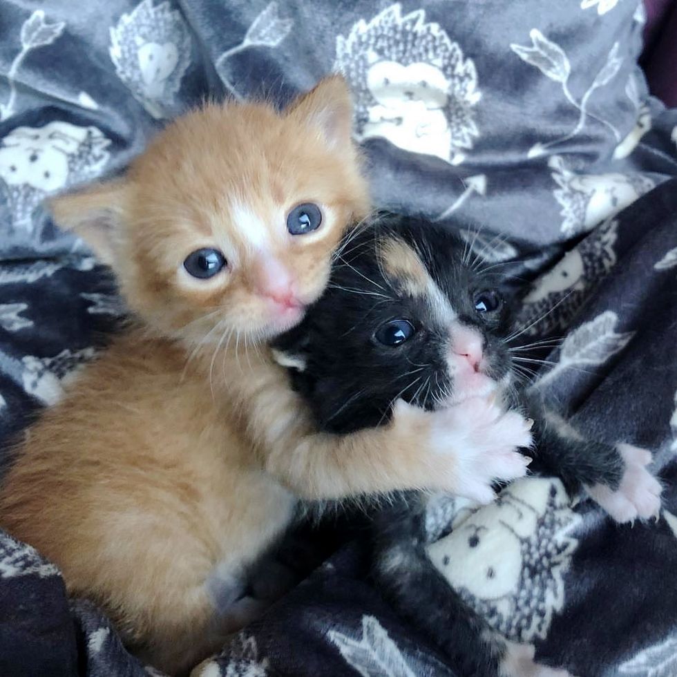 Kitten Brother and Sister Keep Each Other Alive Until They are Saved ...