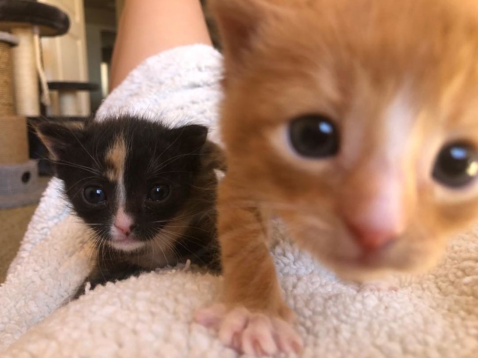 Kitten Brother and Sister Keep Each Other Alive Until They are Saved ...