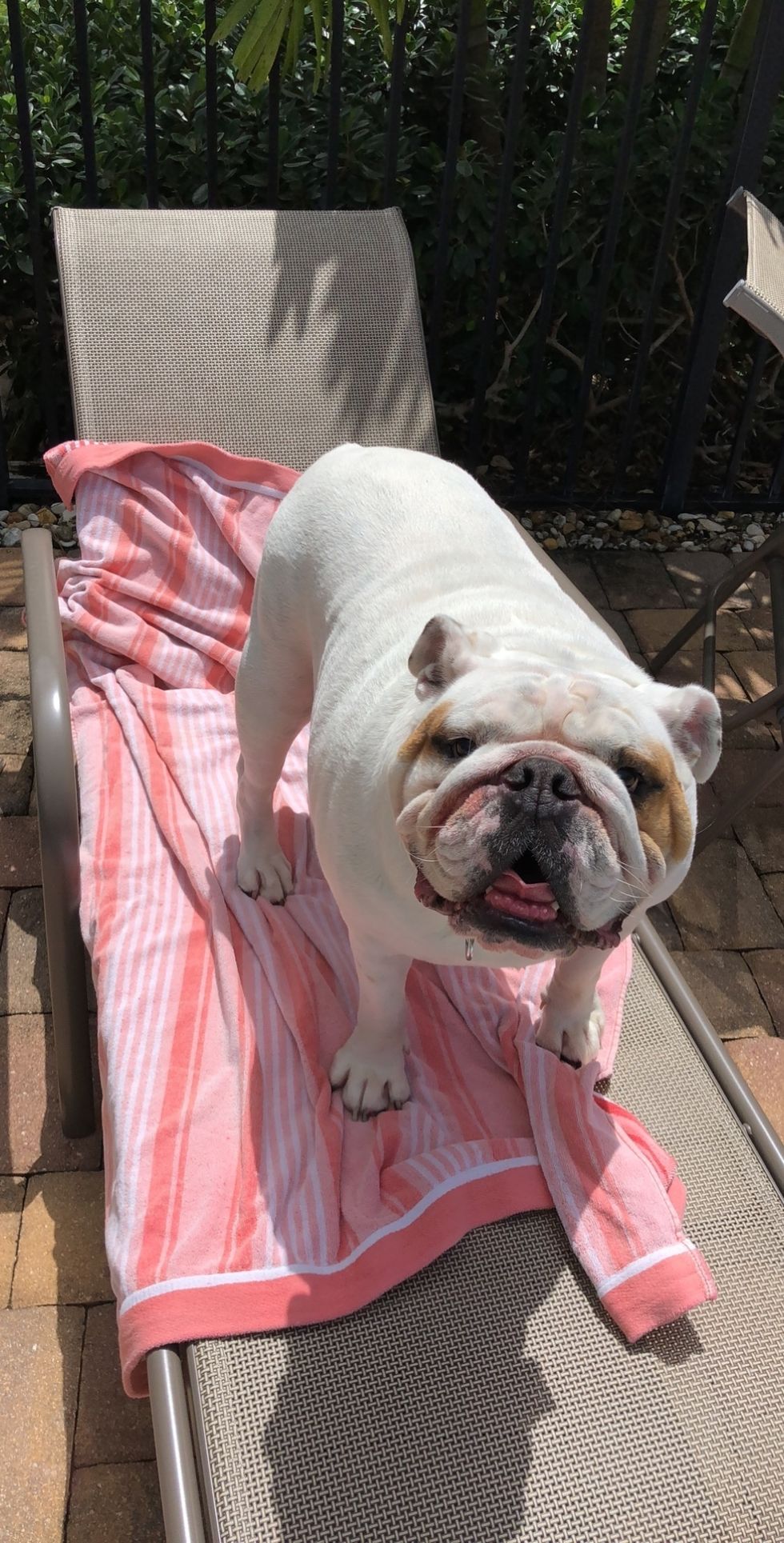 6 Reasons Everyone Needs An English Bulldog In Their Life