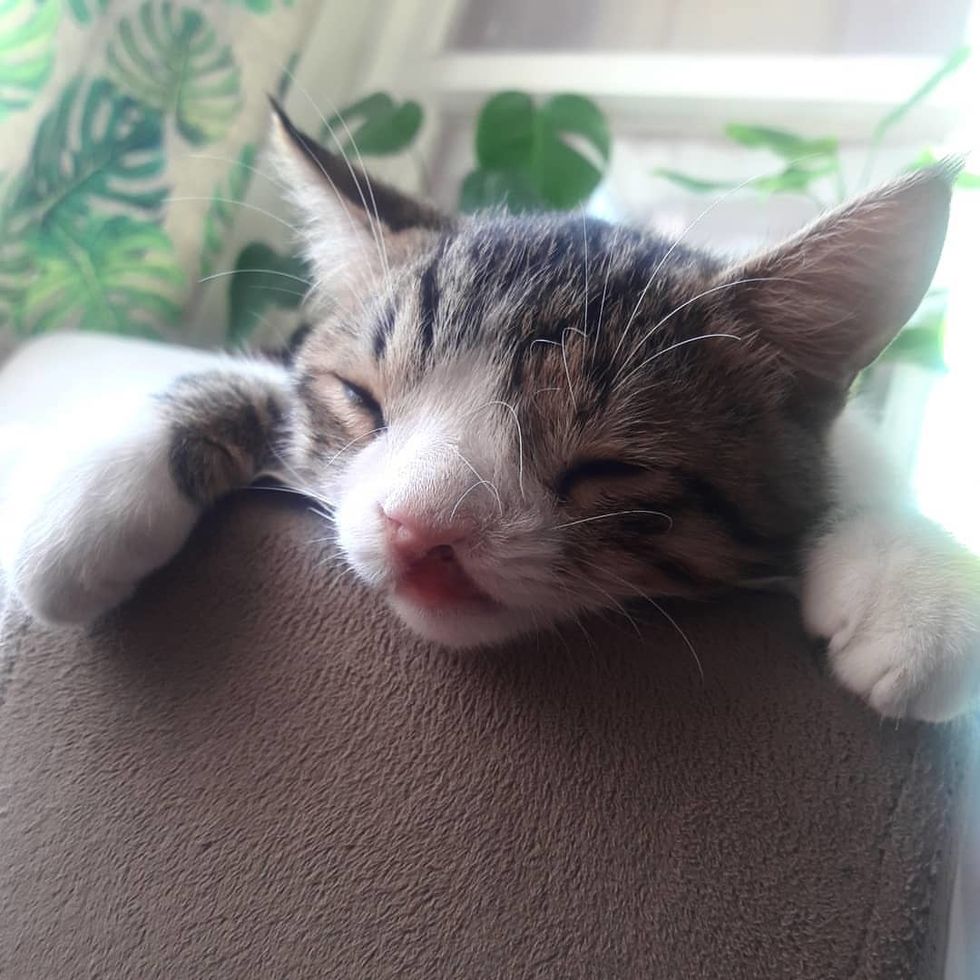 Kitten with Cleft Lip Hugs Everything He Sleeps on After He Finds ...