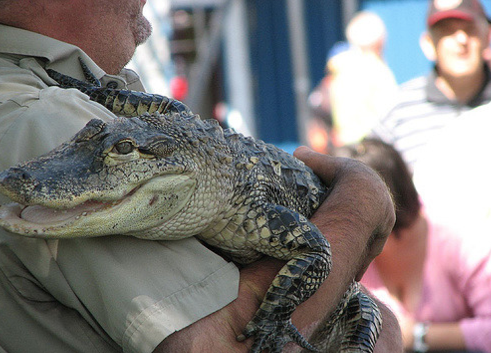 15 Of Florida's Craziest News Stories In 2018