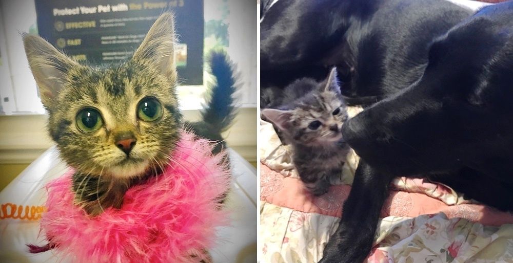 Woman Saves Kitten Who is Forever Tiny, and Turns Her Life Around ...